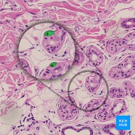 Sweat glands: Structure and function | Kenhub