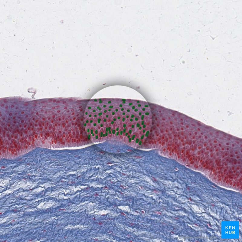 Lamina De Tecido Conjuntivo Reticular CONJUNTIVO