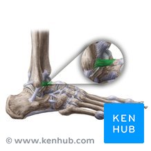 Anterior talofibular ligament: Anatomy and function | Kenhub