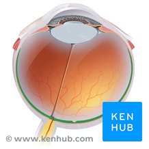 Retina (Netzhaut): Aufbau, Schichten und Funktion | Kenhub