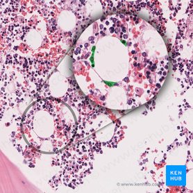 Médula ósea: Histología, tipos y características | Kenhub