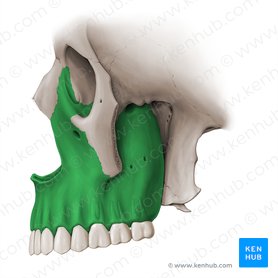 Ossos da face (viscerocrânio): Anatomia e estrutura | Kenhub
