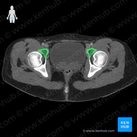 Pubis: anatomy and function | Kenhub