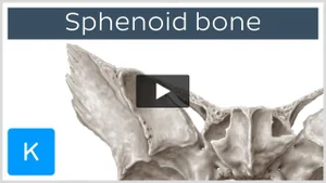 Hypophyseal Fossa Of Sphenoid Bone