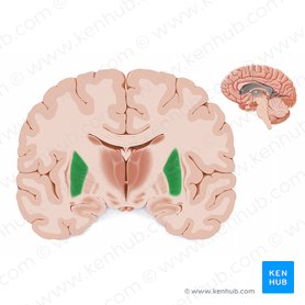 Putamen - Anatomie & Funktion | Kenhub