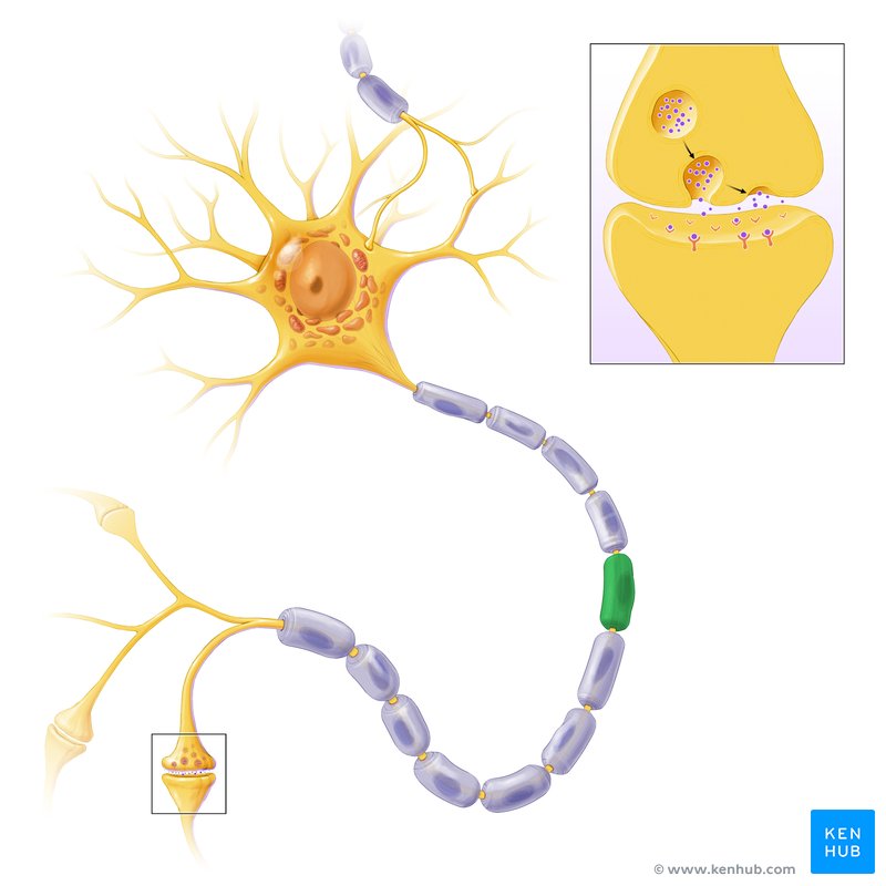 Células de Schwann: Anatomía, función e histología | Kenhub