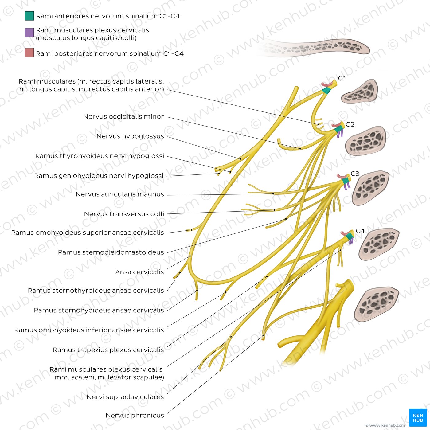 Nervus occipitalis minor: Anatomie, Verlauf und Funktion | Kenhub