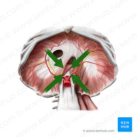 Directional terminology: Central | Kenhub