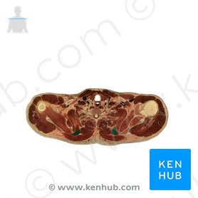 Rhomboids: Origin, insertion, innervation and function | Kenhub