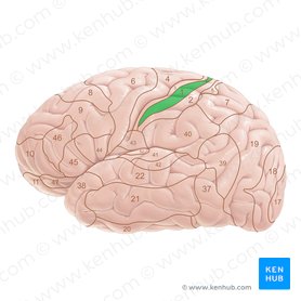 Brodmann areas: Anatomy and functions | Kenhub