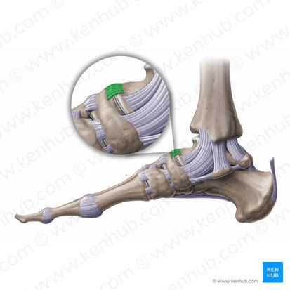 Talocalcaneonavicular joint: Bones, ligaments, movements | Kenhub