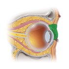 Videoaula: Pálpebras e túnica conjuntiva | Kenhub