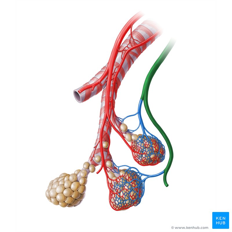 Blutgefäße: Arten, Aufbau, klinische Anatomie | Kenhub