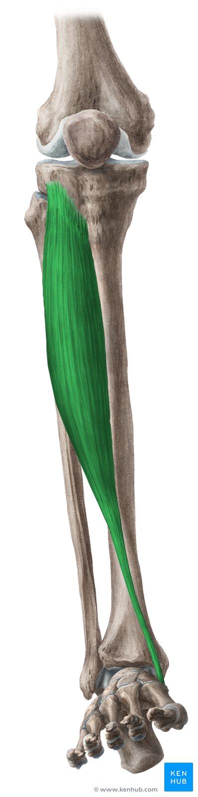 Musculus tibialis anterior - Anatomie, Funktion & Klinik | Kenhub