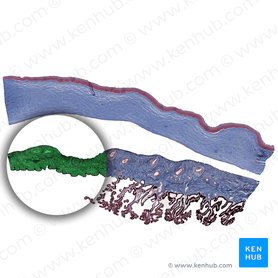 Iris: Anatomía y función | Kenhub