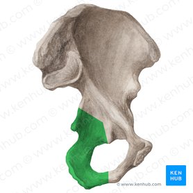 Ischium: Anatomy, structure and main parts | Kenhub