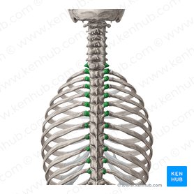 Musculi levatores costarum - Anatomie & Funktion | Kenhub