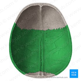 Os parietale: Anatomie, Schädelnähte und Kraniosynostosen | Kenhub