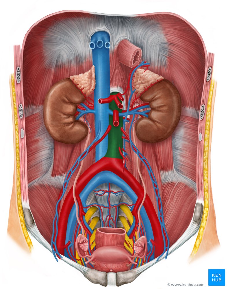 Vasos sanguíneos do abdômen e da pelve: Anatomia | Kenhub