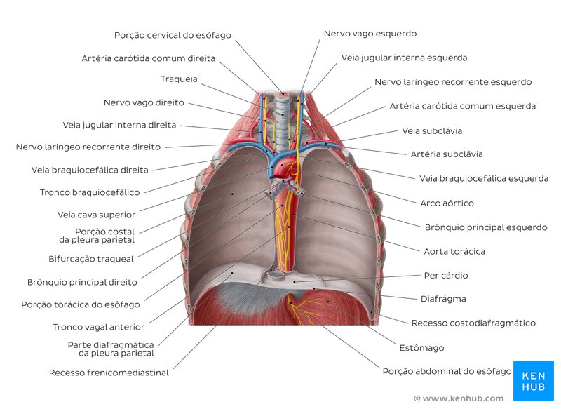 Esôfago: localização, anatomia, esfíncteres | Kenhub