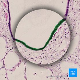 Bronchi: Anatomy, function and histology | Kenhub