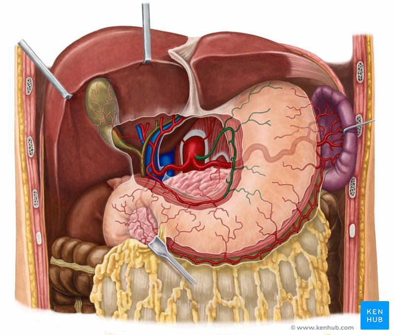 Left gastric artery: Anatomy, branches, supply | Kenhub