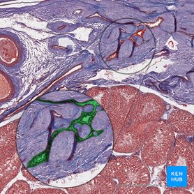 Rete testis: Anatomy, definition and function | Kenhub