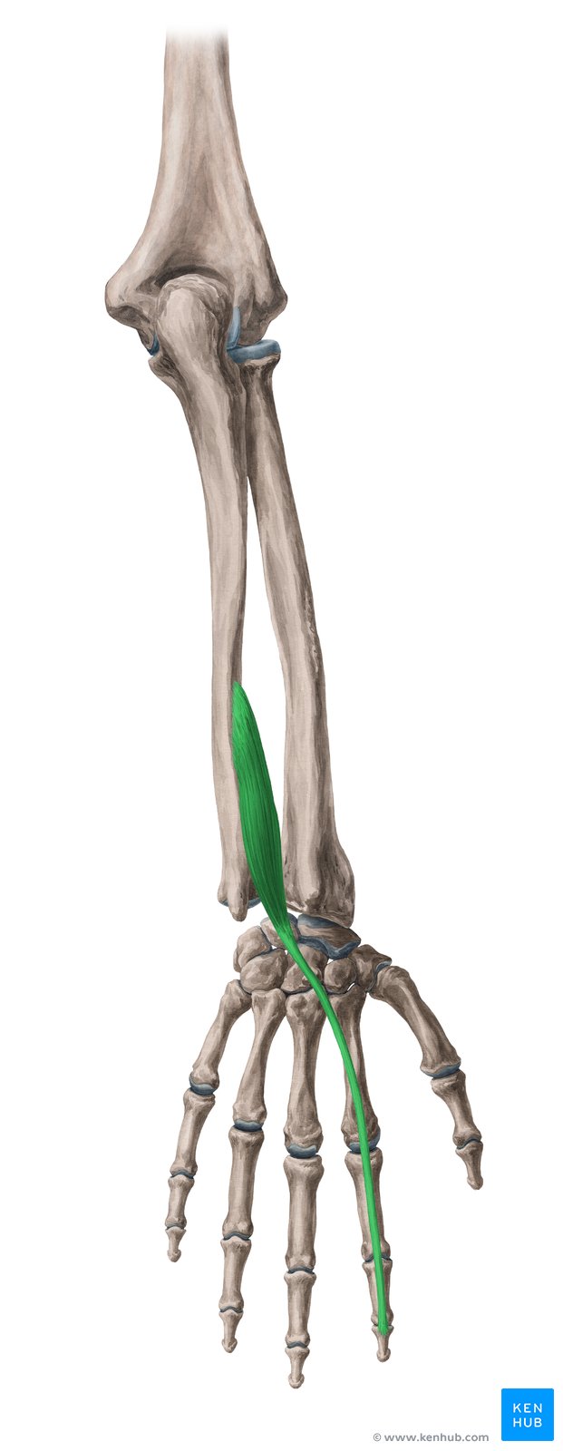 Extensor indicis: Origin, insertion and function | Kenhub