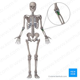 Pronación y supinación: Anatomía, definición, imágenes | Kenhub