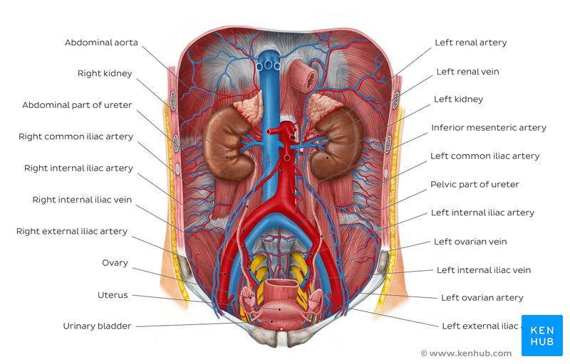urinary system organs name