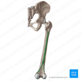 Pectineus: Origin, insertion, innervation, action | Kenhub