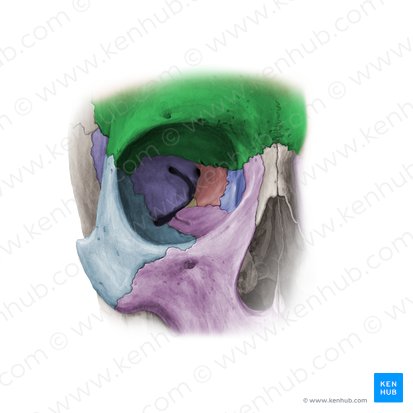 Sphenoid Bone Anatomy Borders Development Kenhub