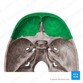Bones of the human body: Overview and anatomy | Kenhub