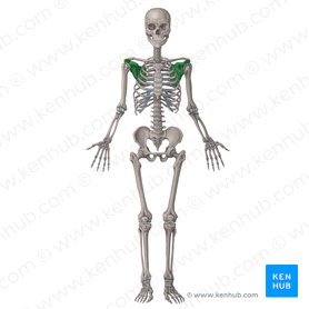 Scapula: Anatomy and clinical notes | Kenhub