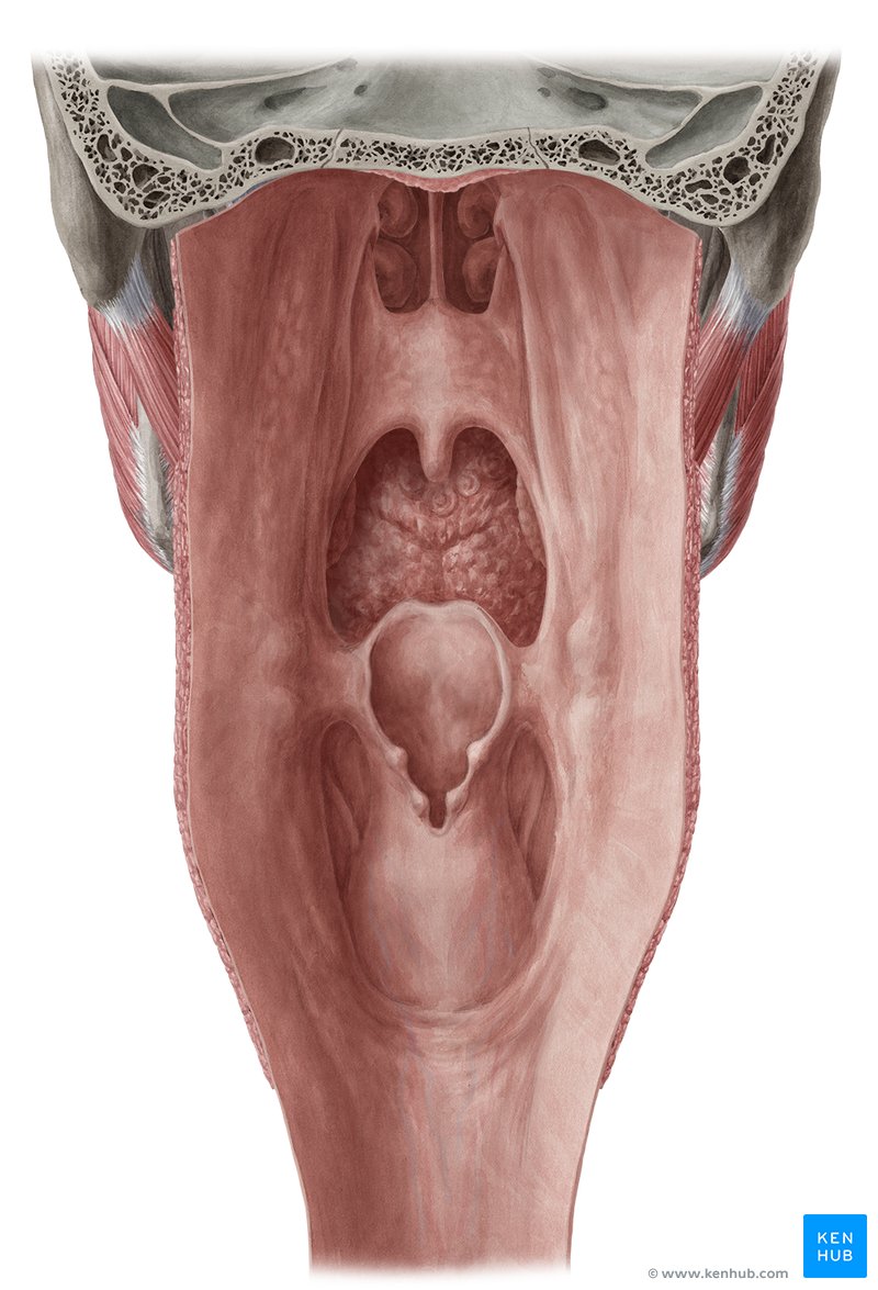 pharyngeal constrictors