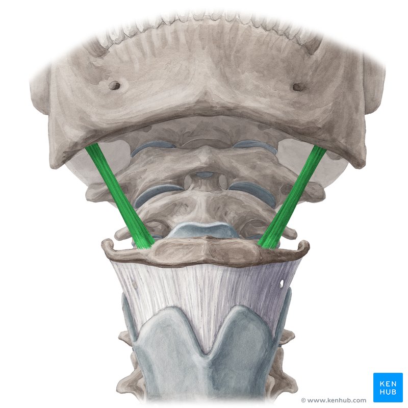 Músculo estilohioideo: Anatomía y función | Kenhub