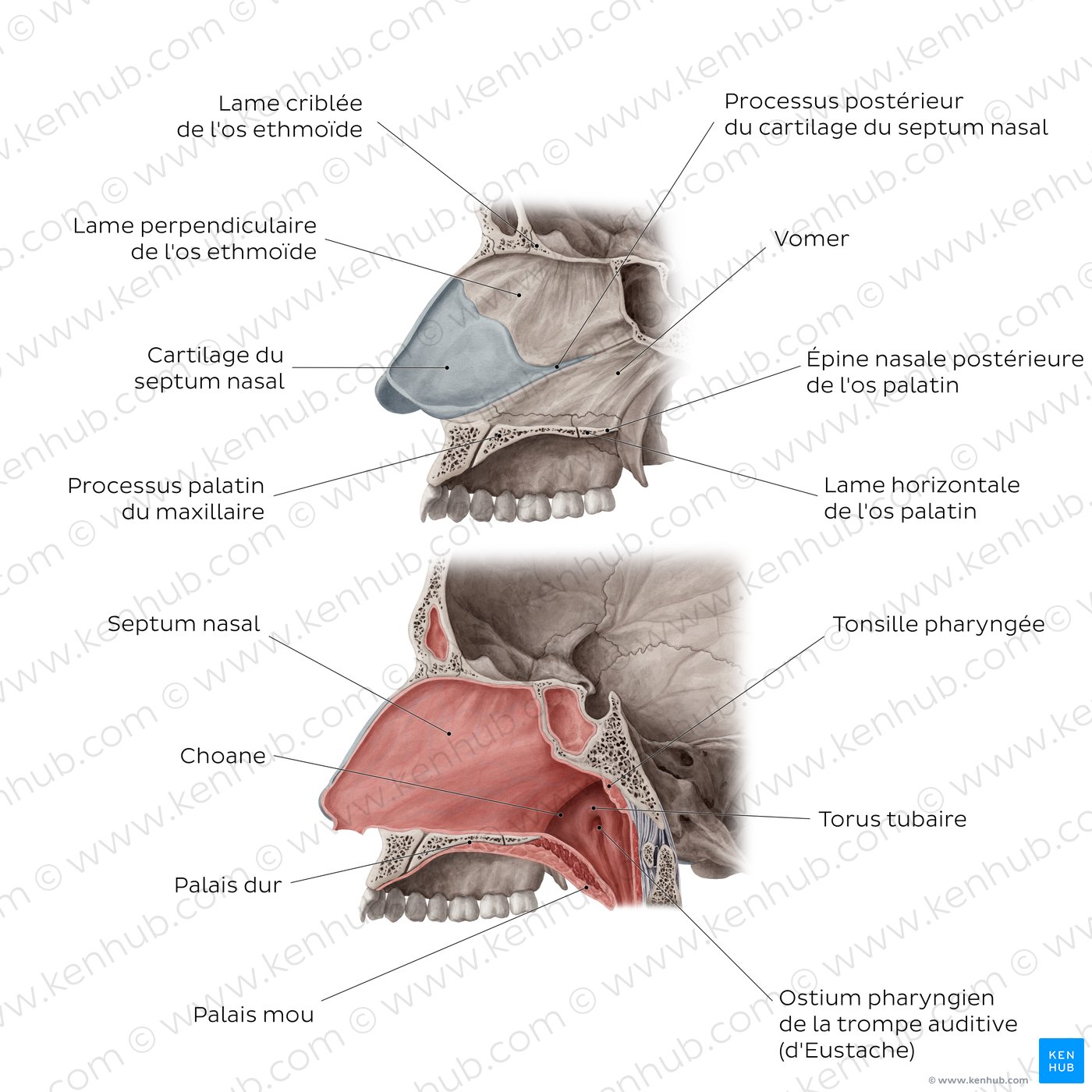Anatomie de la tête et du cou: Structures, artères, nerfs | Kenhub