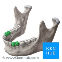 Premolar teeth: Anatomy and function | Kenhub