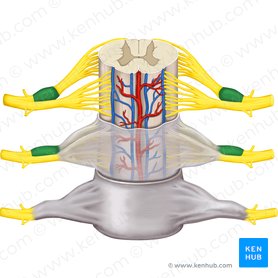Spinal Reflex: Anatomy and Examples | Kenhub