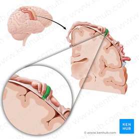 Motor cortex: Anatomy and function | Kenhub