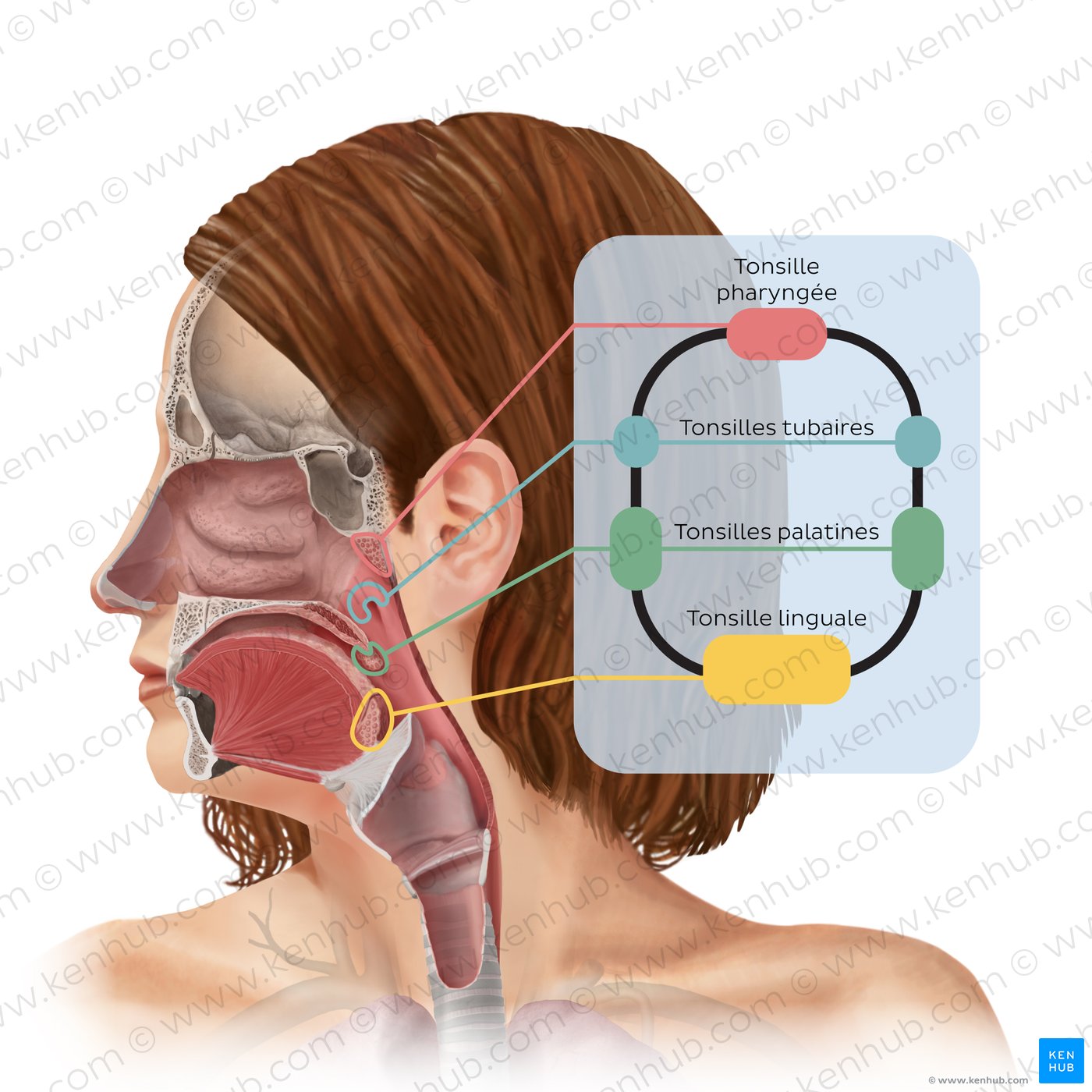 Anatomie et histologie des types d'amygdales | Kenhub