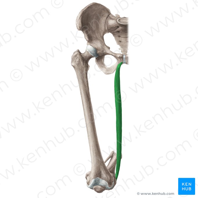 Músculos adutores do quadril - Anatomia e inervação | Kenhub