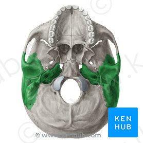 Temporal bone: Anatomy, parts, sutures and foramina | Kenhub