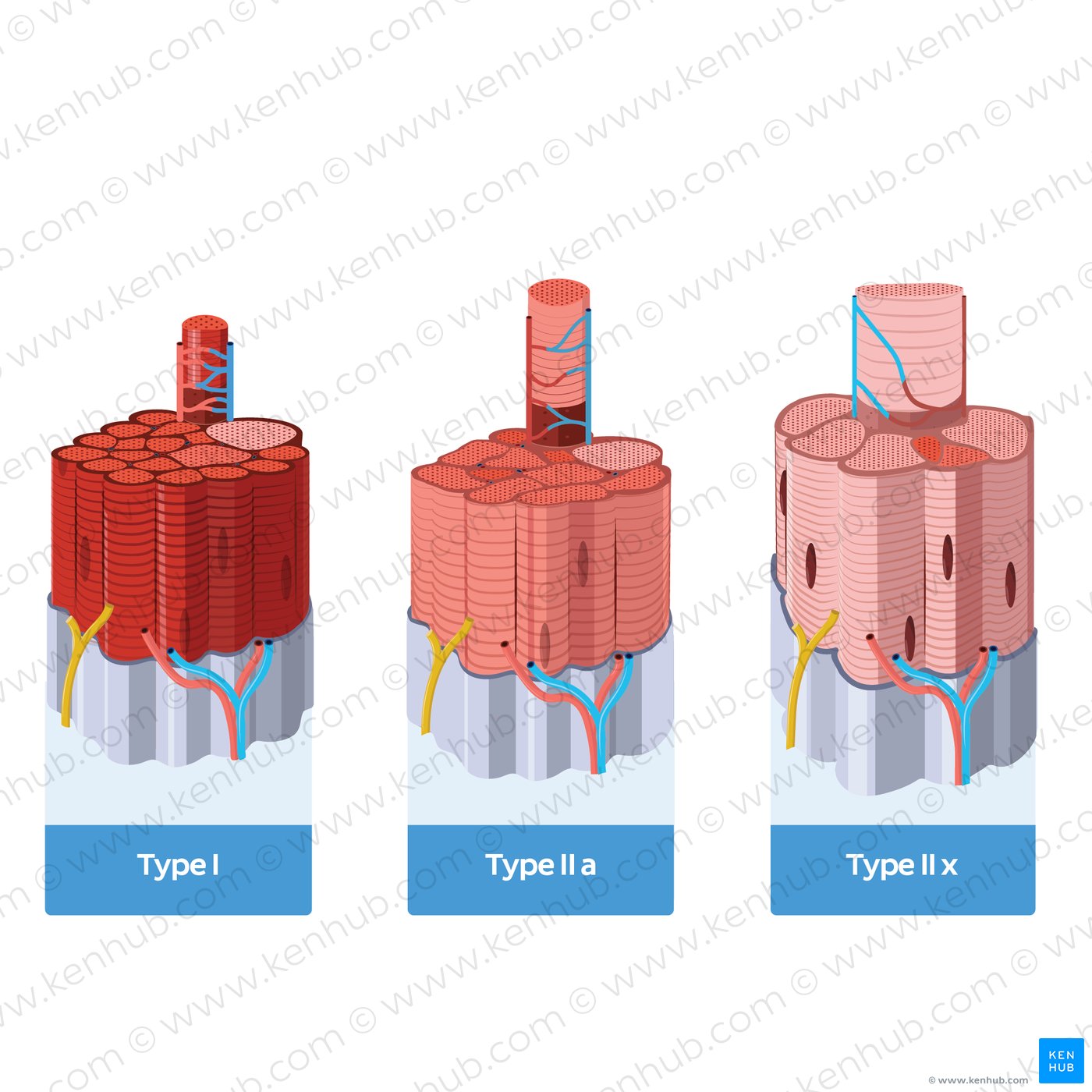 Skeletal muscle fiber types: fast vs slow-twitch | Kenhub