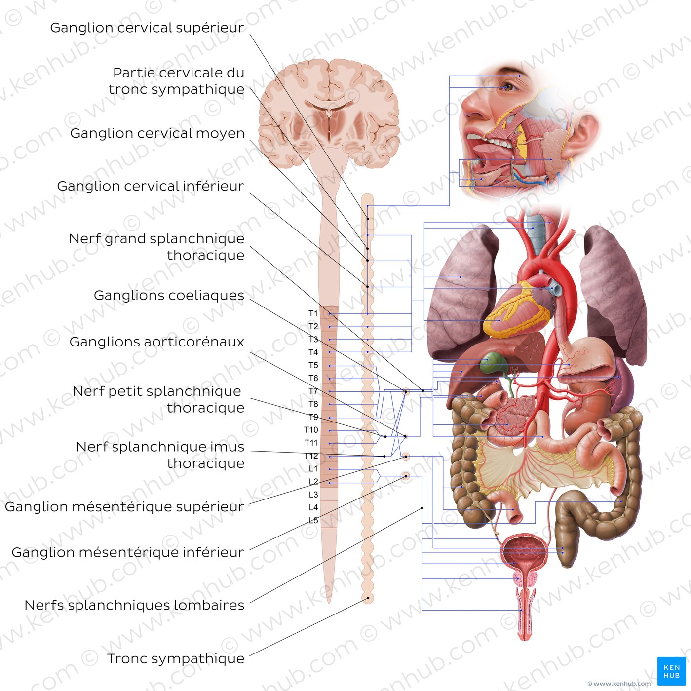 Systèmes et appareils du corps humain : Anatomie | Kenhub