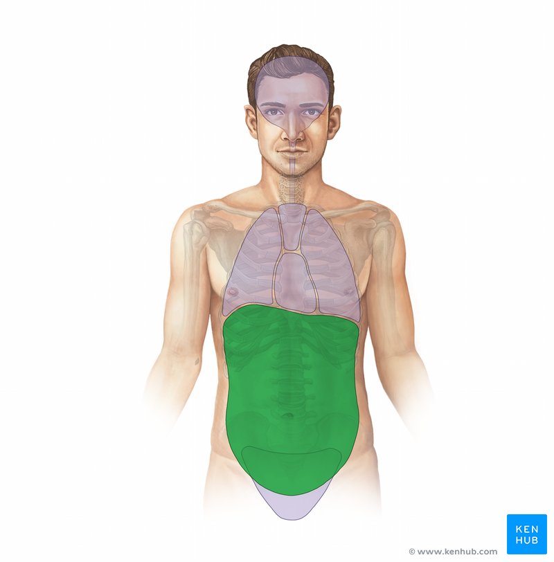Abdome e pelve: Anatomia, localização e função | Kenhub