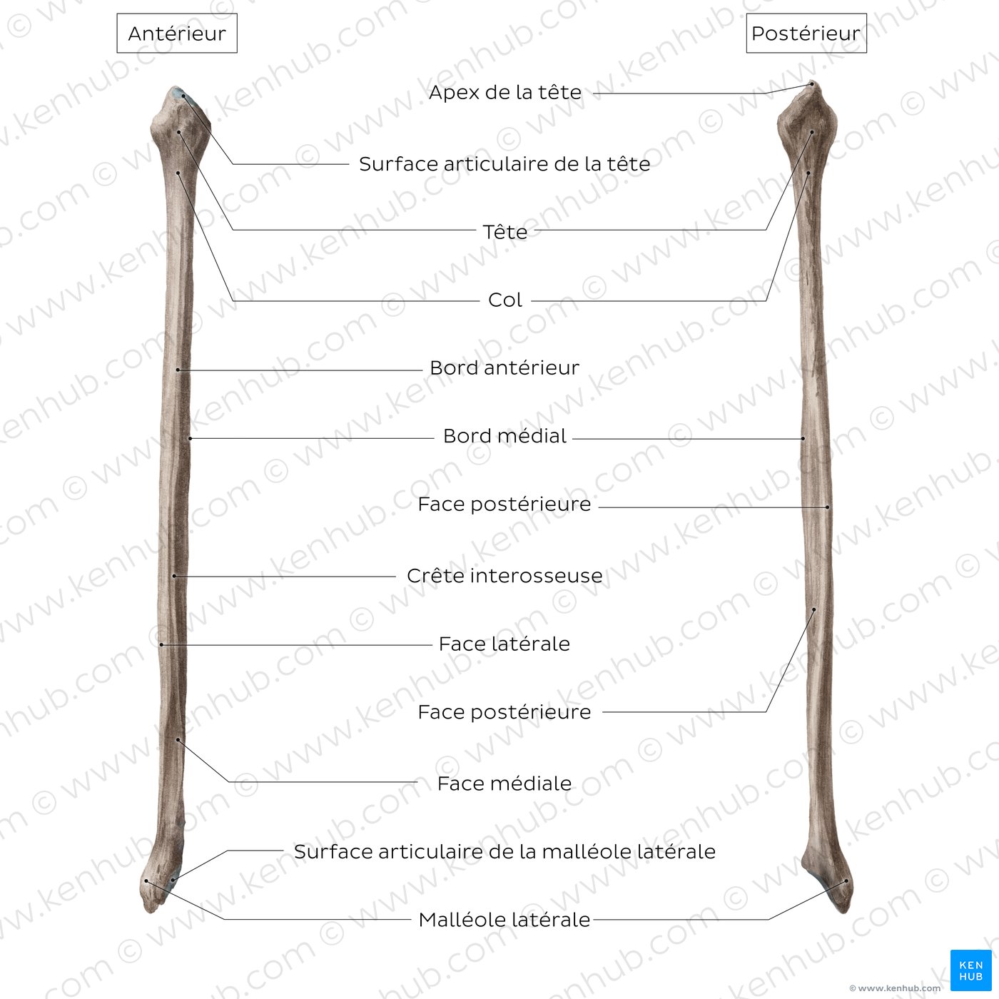 Fibula (péroné) : Anatomie, structure, fractures | Kenhub