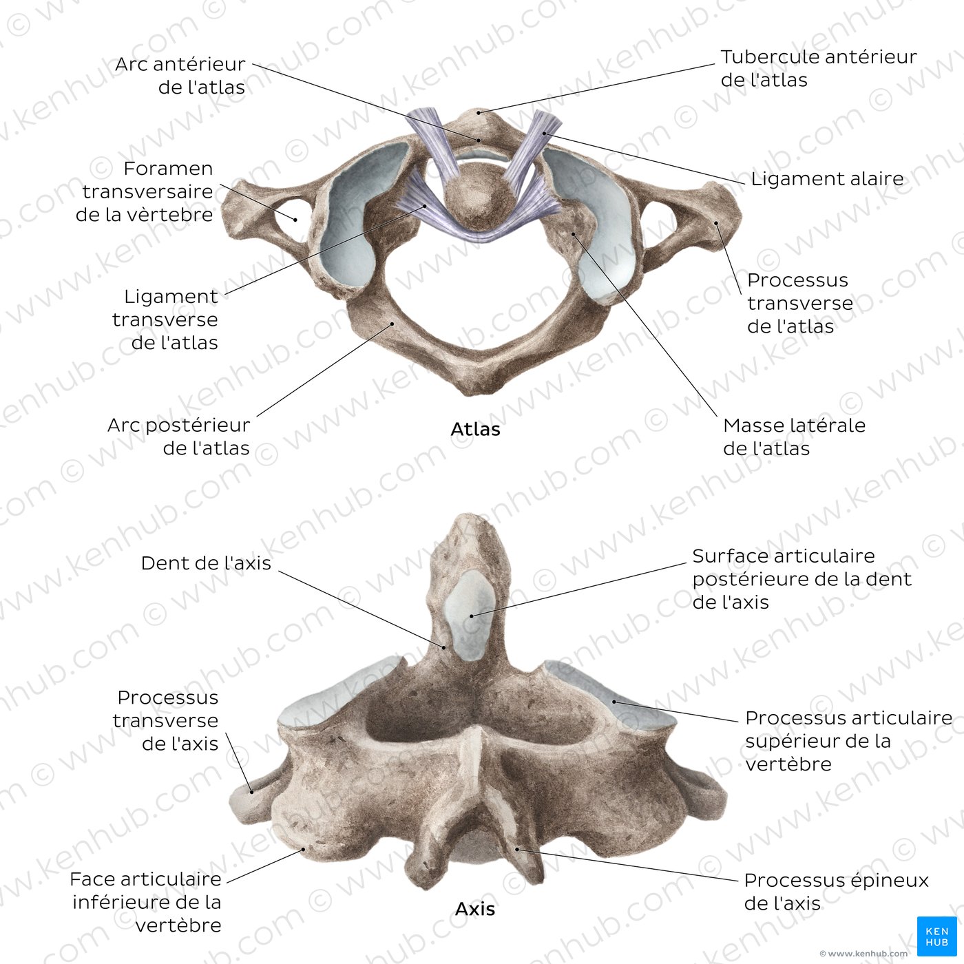 Colonne vertébrale : Anatomie, vertèbres et articulations | Kenhub