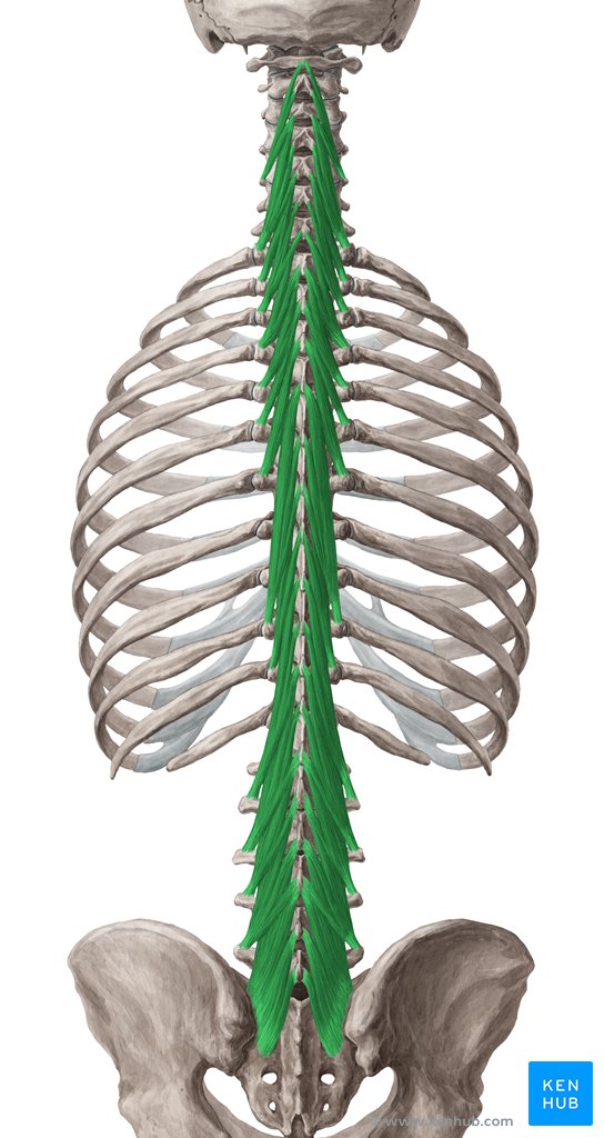 Musculus multifidus - Anatomie, Funktion & Klinik | Kenhub