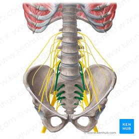 Plexus lumbalis und Plexus sacralis - Aufbau und Funktion | Kenhub